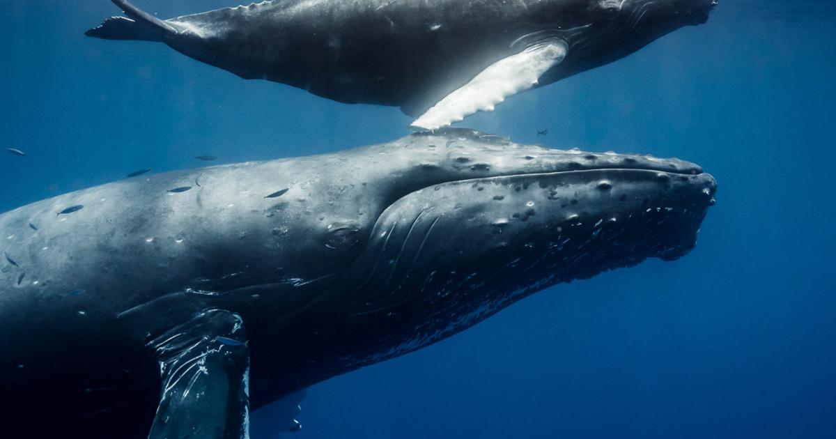 The Mating Game | Veronica Superguide