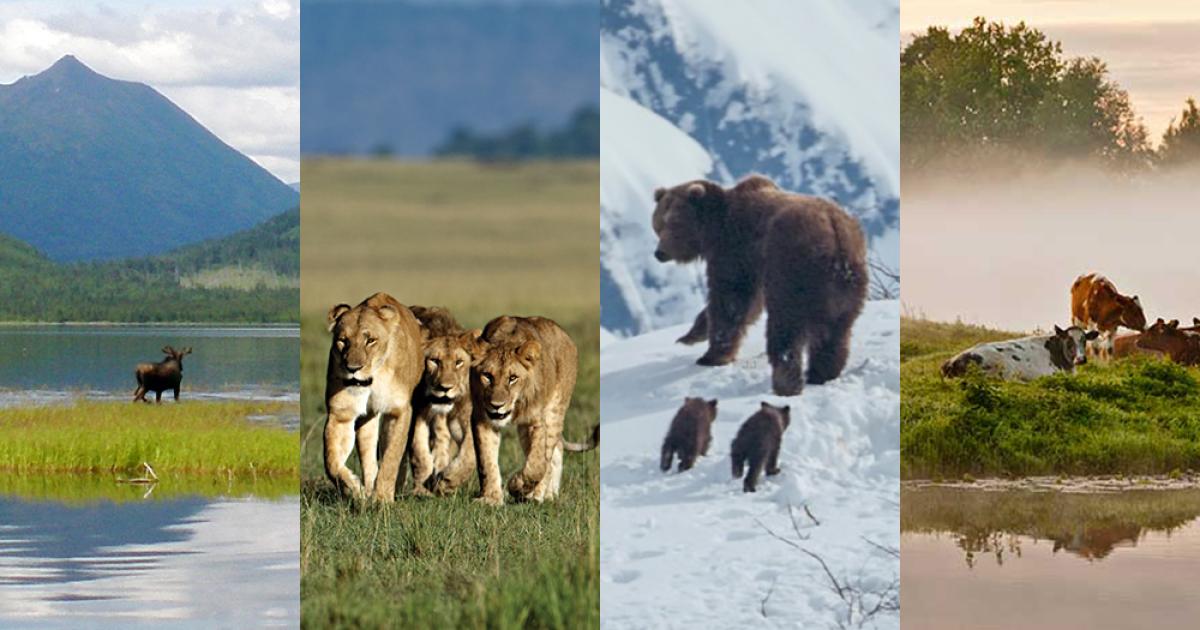 De 10 beste natuurfilms on demand | Veronica Superguide