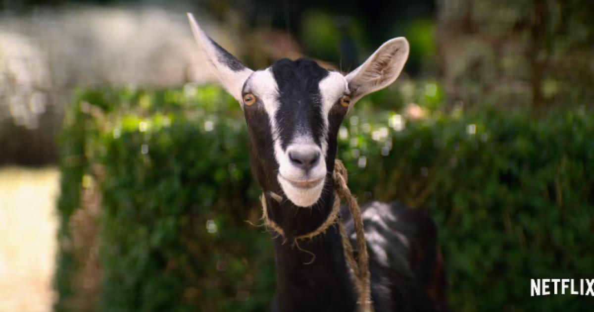 Netflix’ ‘Ta Dum’ was bijna een mekkerende geit | Veronica Superguide