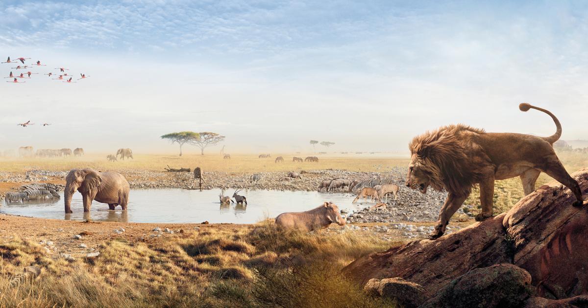 Serengeti | Veronica Superguide