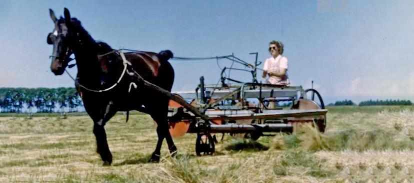 Nederland op Film | Veronica Superguide