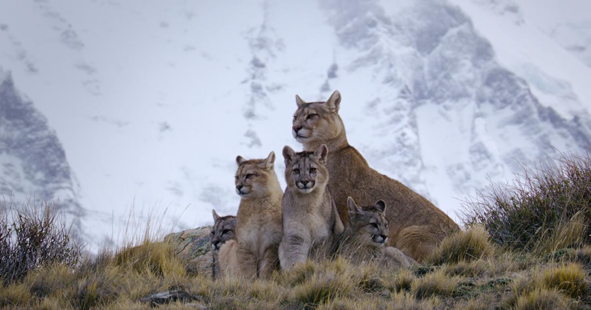 Review Predators – ‘Tom Hardy is nog geen David Attenborough ...