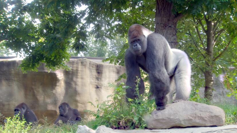 Het Echte Leven in de Dierentuin | Veronica Superguide