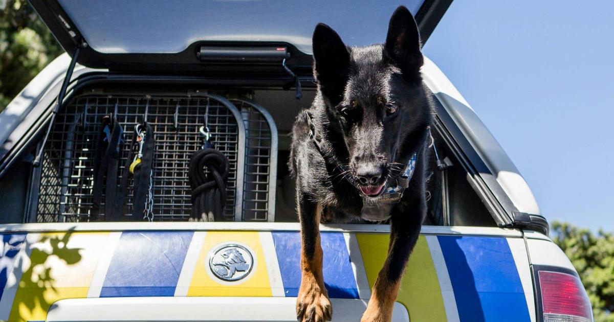 Border Security: Dog Patrol | Veronica Superguide