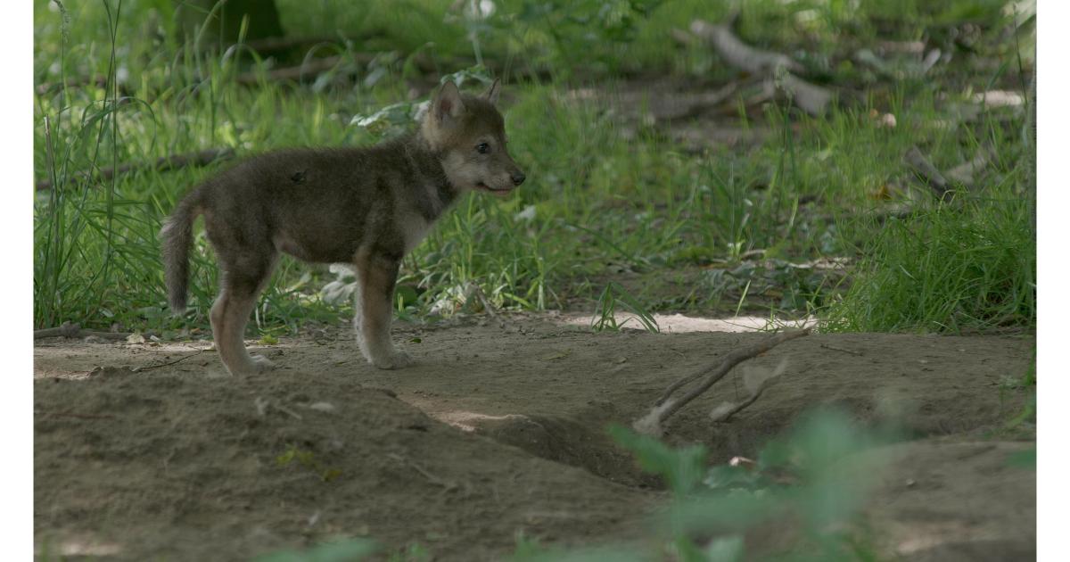 Wolf | Veronica Superguide