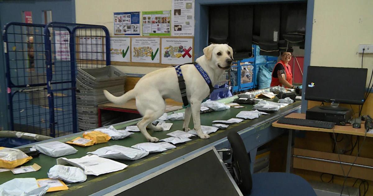 Border Security: Dog Patrol | Veronica Superguide